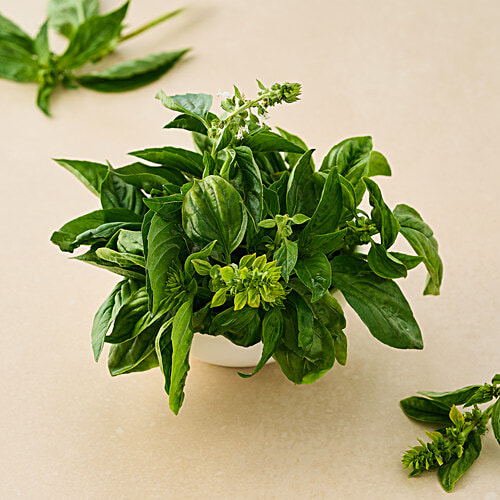 Buy Fresho Basil Italian 100 Gm Online At Best Price of Rs 23.95 ...