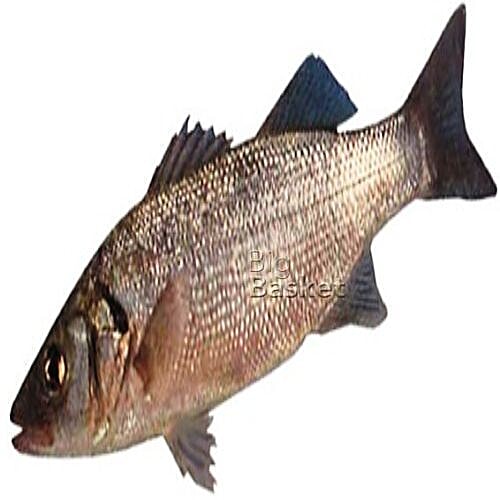 Buy fresho! Sea Bass Fish - Cleaned Whole Online at Best Price of Rs ...
