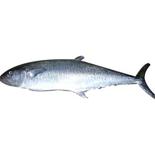 Buy Fresho King Fish Medium Boneless Cubes 1 Kg Online at the Best ...