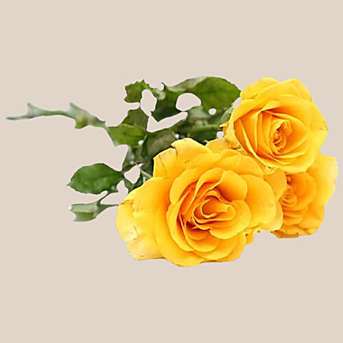 Buy Fresho Rose Yellow 1 Pc Online at the Best Price of Rs 46.85 ...