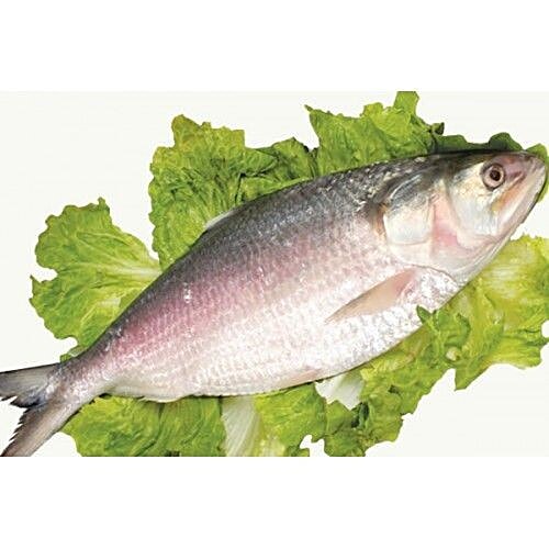 Buy fresho! Hilsa Fish Cut Pieces-Large Online at Best Price of Rs 1390 ...