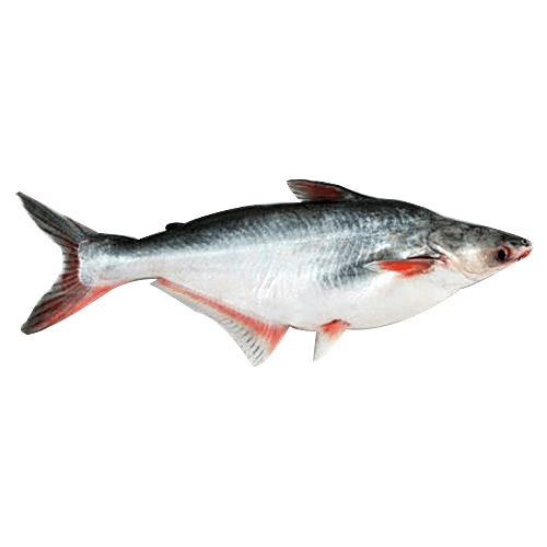 Buy fresho! Basa Fish Fillet Online at Best Price of Rs null - bigbasket