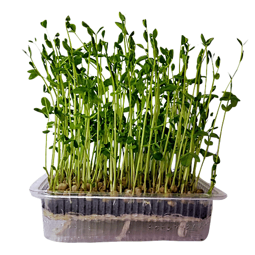 Buy UGF Farms Microgreens Starter Kit - Soil-Less Organic Plant Seeds ...