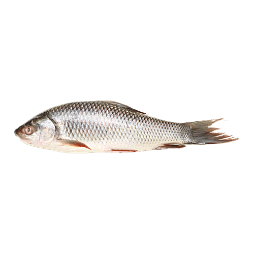 Buy fresho! Rohu Fish Whole-B Online at Best Price of Rs 199 - bigbasket