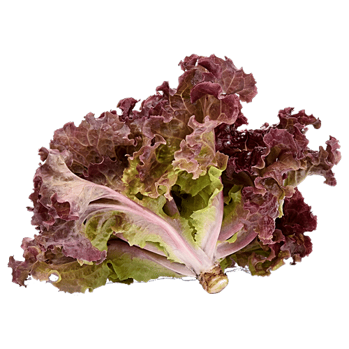 Buy fresho! Lettuce - Black Rose Red, Hydroponically Grown Online at ...