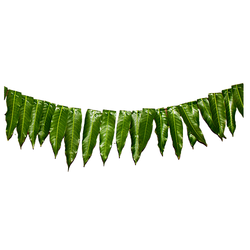 Buy Hoovu Fresh Mango Leaf Thorana Online at Best Price of Rs 55.2 ...