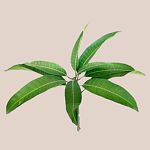 Buy fresho! Mango Leaves - Organically Grown Online at Best Price of Rs ...