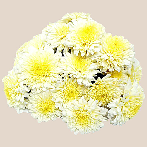 Buy fresho! Chrysanthemum/Shevathi Flowers - White, Fresh & Fragrant ...