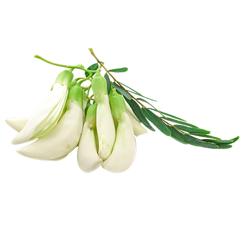 Buy fresho! Hadaga/Agathi - High In Protein & Minerals, Loaded With ...