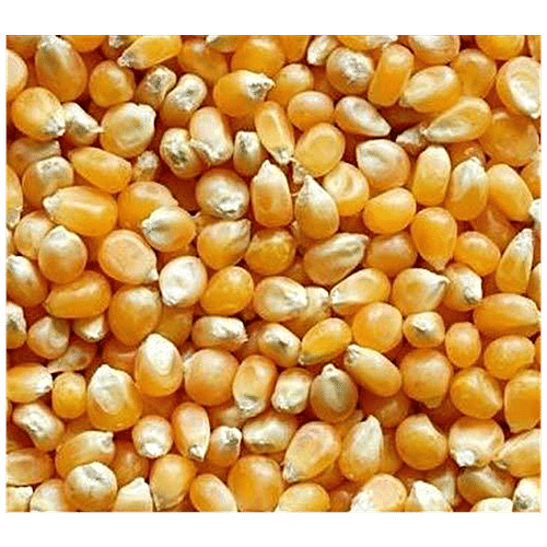 Buy bb Royal BB Bulk Royal Popcorn Seed bulk Loose Online at Best Price ...