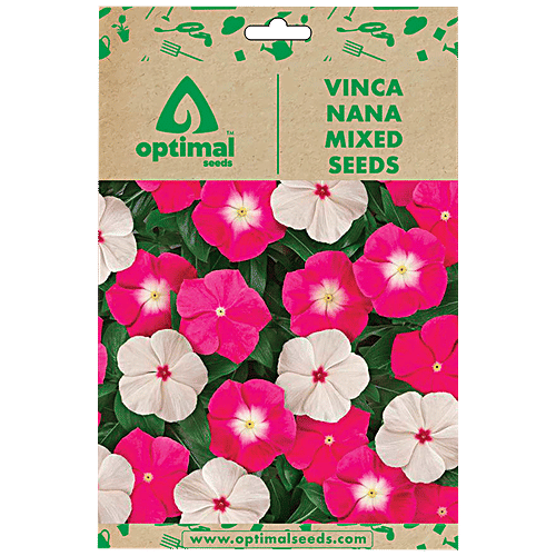 Buy Optimal Seeds Vinca Nana Mixed Flower Seeds Online at Best Price of ...