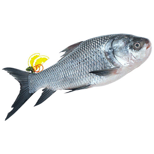 Buy fresho! Catla Fish Curry Cut Online at Best Price of Rs 260.4 ...