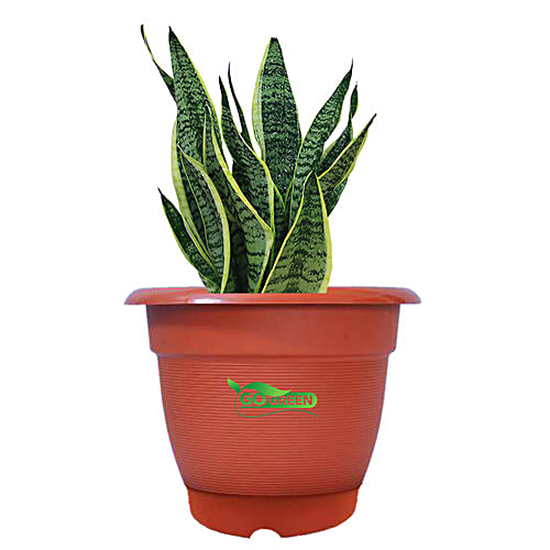 Buy Go Green Premium Flower Ring Pot No 12 - Brown, 29.21 x 25.4 cm ...