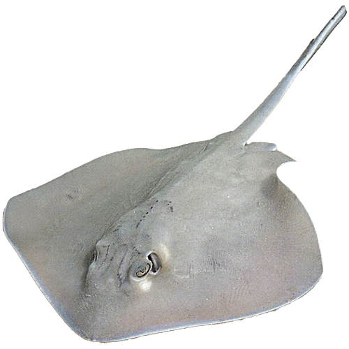 Buy fresho! Stingray/Sankar Fish-B Online at Best Price of Rs null ...