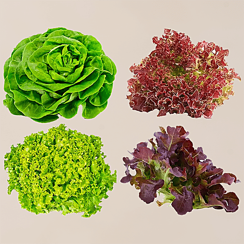 Buy Simply Fresh Fresh Lettuce Mix Box - Hydroponically Grown Online at ...