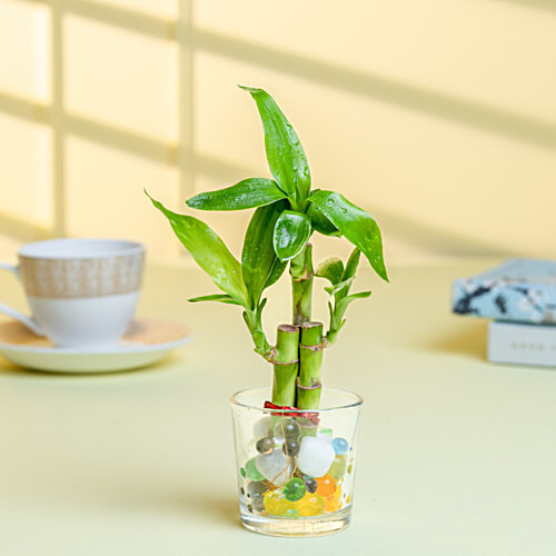 Buy Nurturing Green 2 Layer Lucky Bamboo Plant 3-Stems In Glass Pot - 6 x 6 cm Online at Best ...