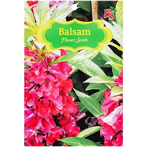 Buy Bombay Seeds Balsam Flower Seeds Online at Best Price of Rs 69 ...