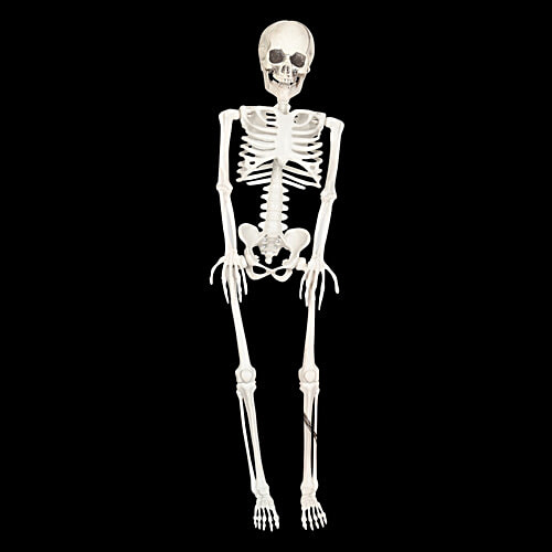 Buy DP Full Body Human Skeleton Model Figure For Halloween Decoration ...