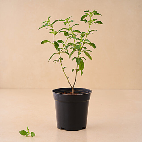 Buy fresho! Tulsi Plant Online at Best Price of Rs 57 - bigbasket