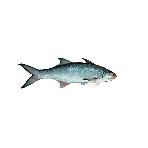 Buy Ocean Fresh Fish - Kaala / Indian Solmon Online at Best Price of Rs ...