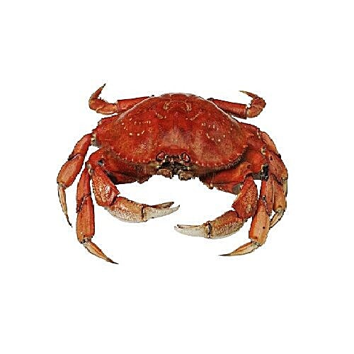 Buy Fresh N Fresh Crab Shell Open Full 1 Kg Online at the Best Price of ...
