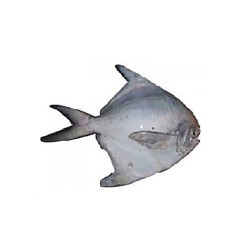 Buy Easy Meat Fish Medium Silver Pomfret Whole 500 Gm Online at the ...