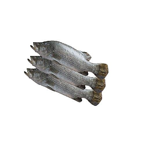 Buy Gala Seafood Fish Sea Bass 1 Kg Online at the Best Price of Rs null ...