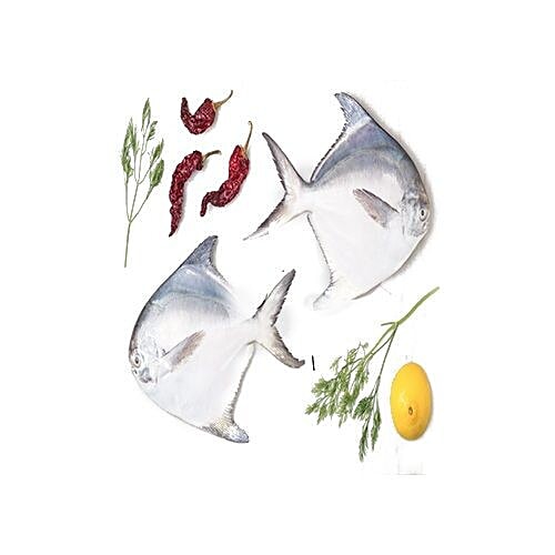 Buy Dummy Fish - Silver Pomfret Large Online at Best Price of Rs null ...