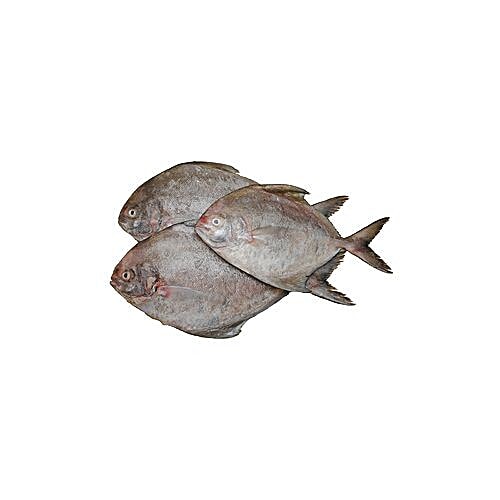 Buy Ocean 7 Fish Black Pomfret Karuppu Vavval 1 Kg Online at the Best ...