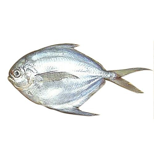 Buy Delight Express Fish - Silver Pomfret Online at Best Price of Rs ...