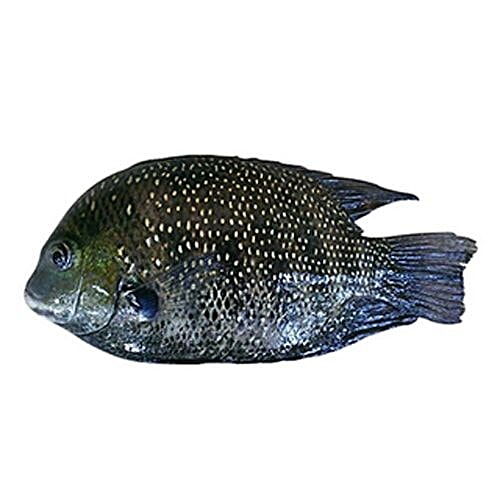 Buy ME FRESH Fish - Pearl Spot / Kari Meen 500 gm Online at Best Price ...