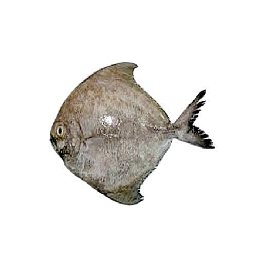 Buy Fishamigo Fish Halwa Black Pomfret 1 Kg Online at the Best Price of ...