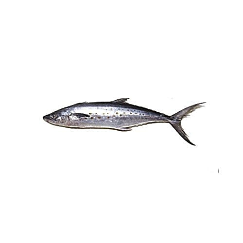 Buy Machiwala Fish Seerfish Slices 500 Gm Online at the Best Price of ...