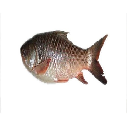 Buy Dummy Rohu Fish 1 Kg Online at the Best Price of Rs null - bigbasket