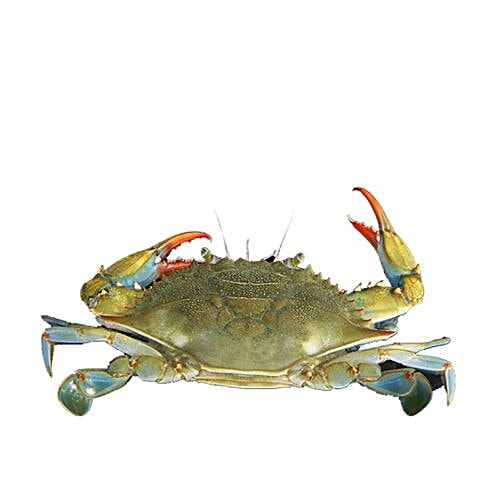 Buy Fresh Catch Hulimavu Crab - Blue / Nandu / Khekada / Edi 500 gm ...
