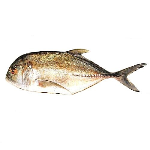 Buy Fish Chicken Shopee Fish Travelly Paarai 1 Kg Online at the Best ...