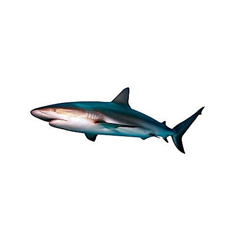 Buy Fish Chicken Shopee Fish Shark Sura 1 Kg Online at the Best Price ...