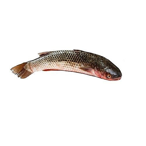 Buy Fish Chicken Shopee Fish Mullet Madavai 500 Gm Online at the Best ...
