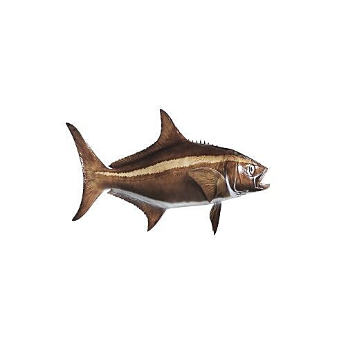 Buy New Fish n Fresh Fish - Kadal Viral / Cobia Online at Best Price of ...
