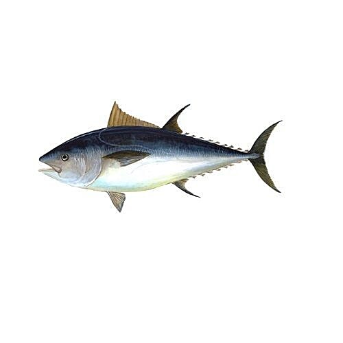 Buy Crazy Fish Fish - Soorai / Tuna Online at Best Price of Rs null ...