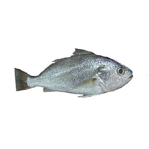 Buy Fresh Catch Fish - Kallur / Croaker 500 gm (Fillet Cut) Online at ...