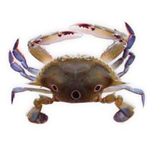 Buy Samudra Fish Stall Crab 500 gm (No Cut(Cleaned)) Online at Best ...