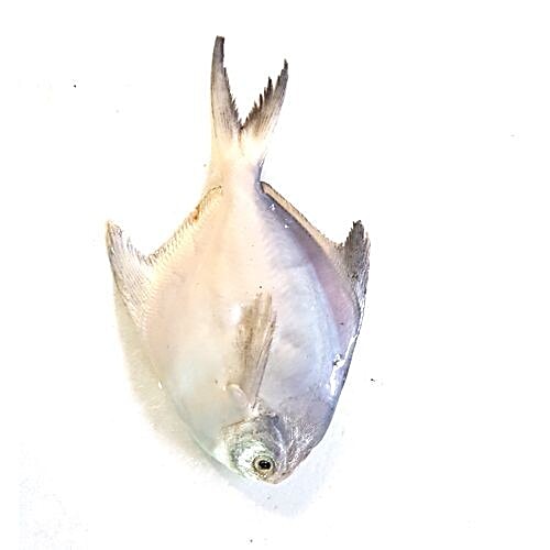Buy Crazy Fish Fish - Vavval / White Pomfret Online at Best Price of Rs ...