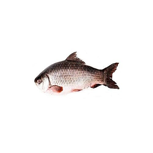 Buy Ocean 7 Fish - Rohu Online at Best Price of Rs null - bigbasket