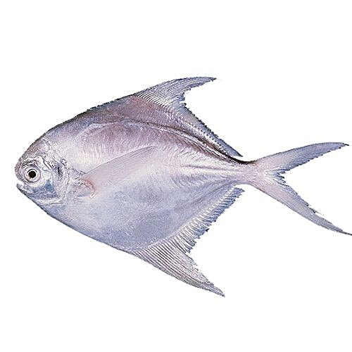 Buy Jacob's Fresh Chicken Fish - White Pomfret Online at Best Price of ...