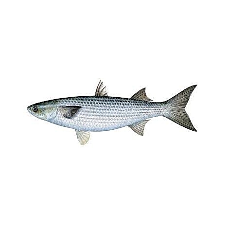 Buy JB Seafoods Fish - Mullet / Madava Online at Best Price of Rs null ...