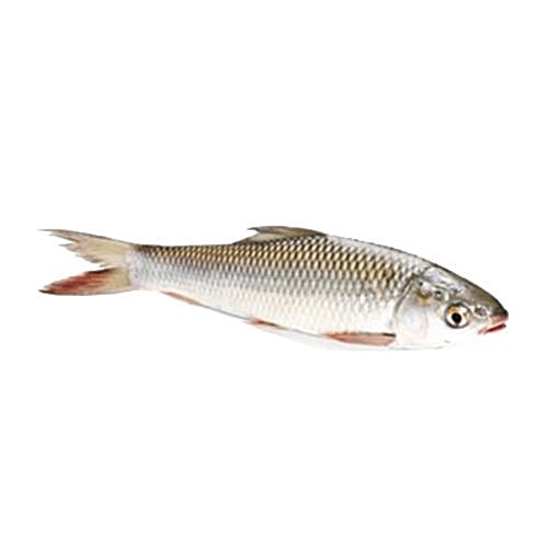 Buy Fish Fish - Bata Online at Best Price of Rs null - bigbasket