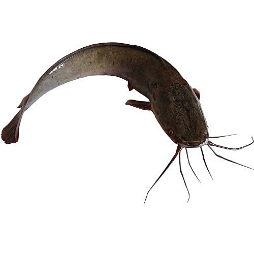 Buy DAILY FRESH Fish - Magur Online at Best Price of Rs null - bigbasket