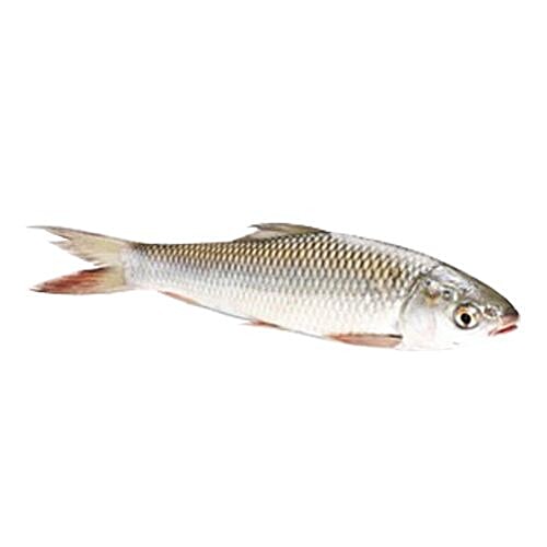 Buy CLS SHOPPING Fish - Bata, Small Online at Best Price of Rs null ...