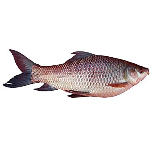 Buy Ansh Fish Supplier Fish - Rohu Online at Best Price of Rs null ...